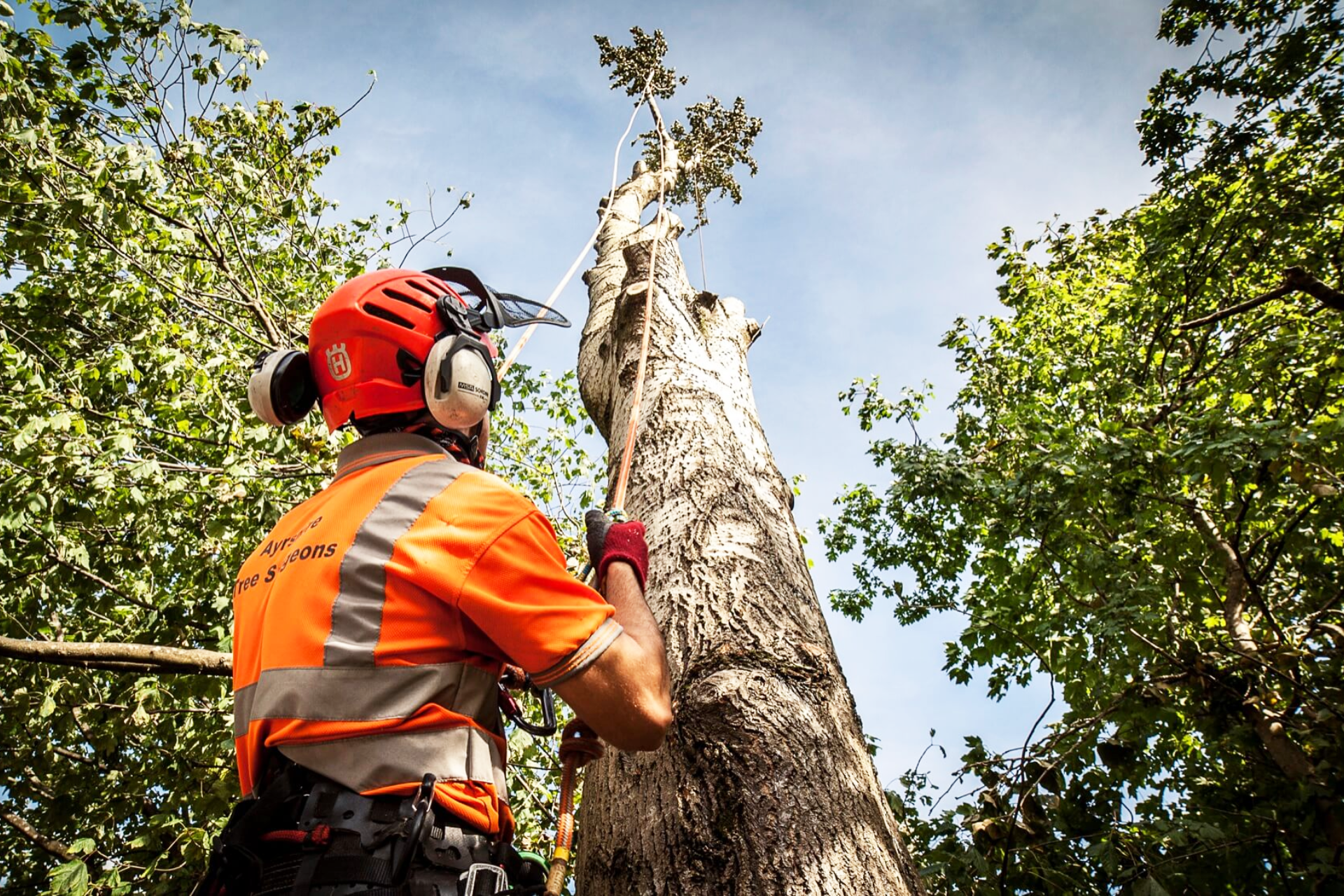 Tree Surgeons: You Need To Know About The Profession